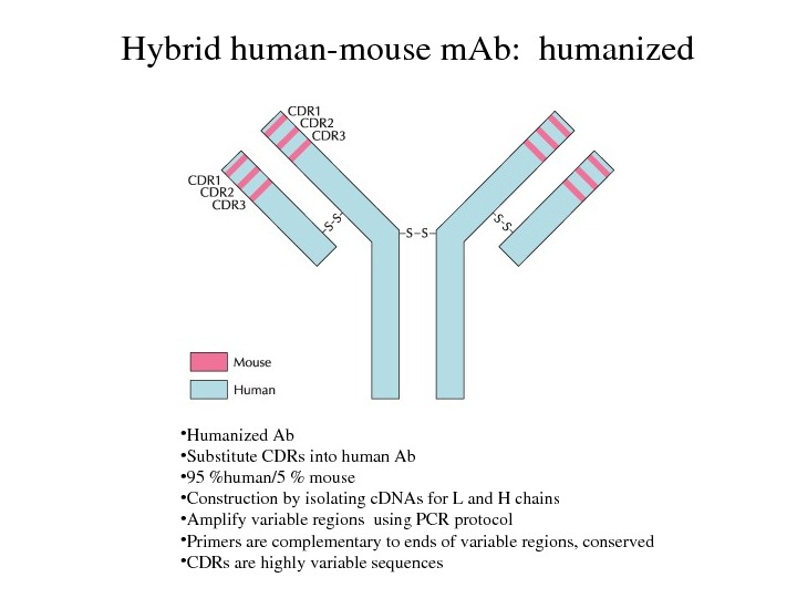 Medical Biotechnology Insulin — první gen biotech