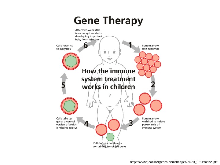Medical Biotechnology Insulin — první gen biotech