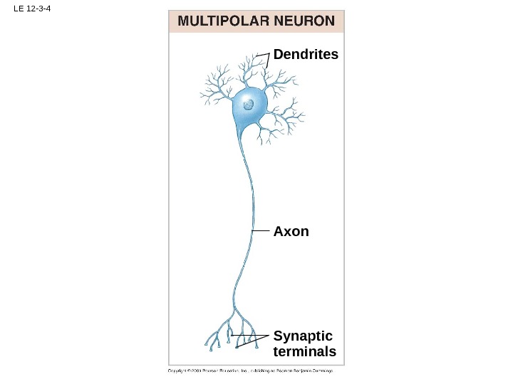LE 12 -1 Dendrites Perikaryon Nucleus Cell body