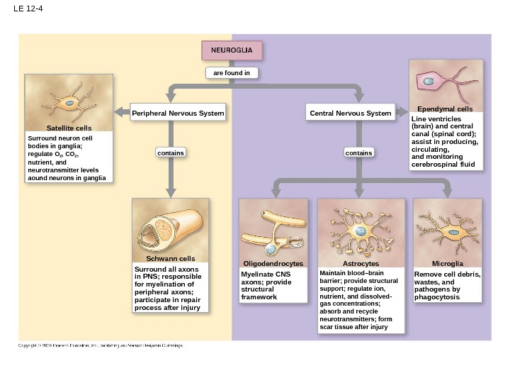 LE 12 -1 Dendrites Perikaryon Nucleus Cell body