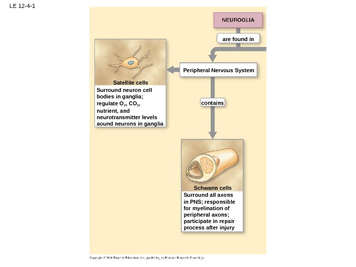 LE 12 -1 Dendrites Perikaryon Nucleus Cell body