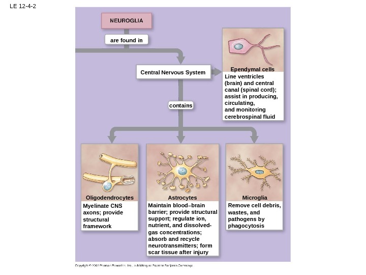 LE 12 -1 Dendrites Perikaryon Nucleus Cell body