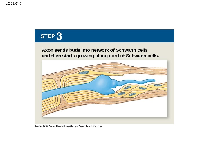 LE 12 -1 Dendrites Perikaryon Nucleus Cell body