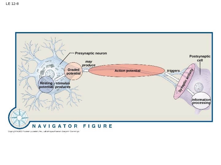 LE 12 -1 Dendrites Perikaryon Nucleus Cell body