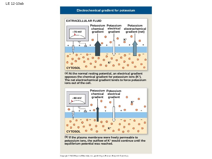 LE 12 -1 Dendrites Perikaryon Nucleus Cell body