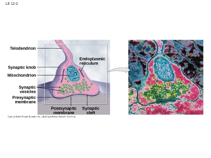 LE 12 -1 Dendrites Perikaryon Nucleus Cell body