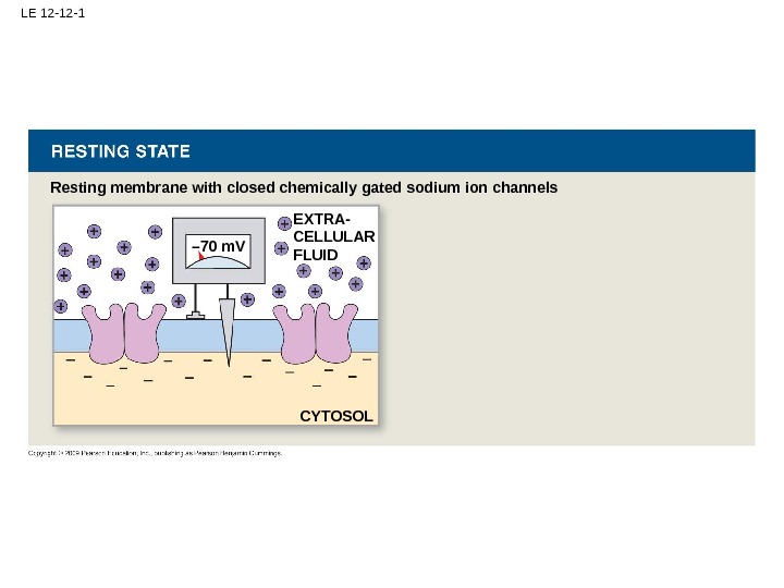LE 12 -1 Dendrites Perikaryon Nucleus Cell body
