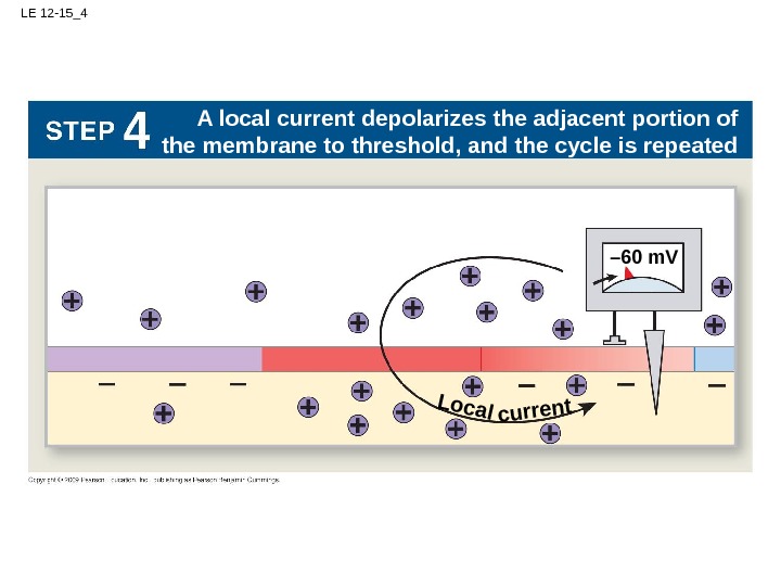 LE 12 -1 Dendrites Perikaryon Nucleus Cell body