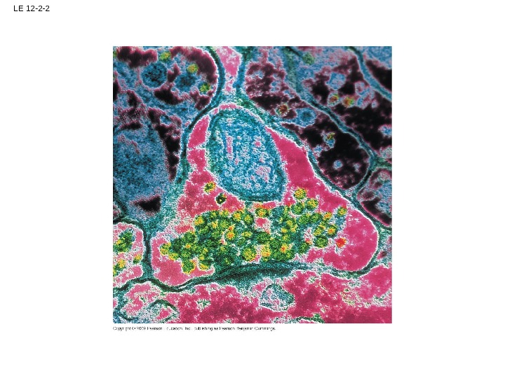 LE 12 -1 Dendrites Perikaryon Nucleus Cell body