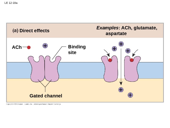LE 12 -1 Dendrites Perikaryon Nucleus Cell body