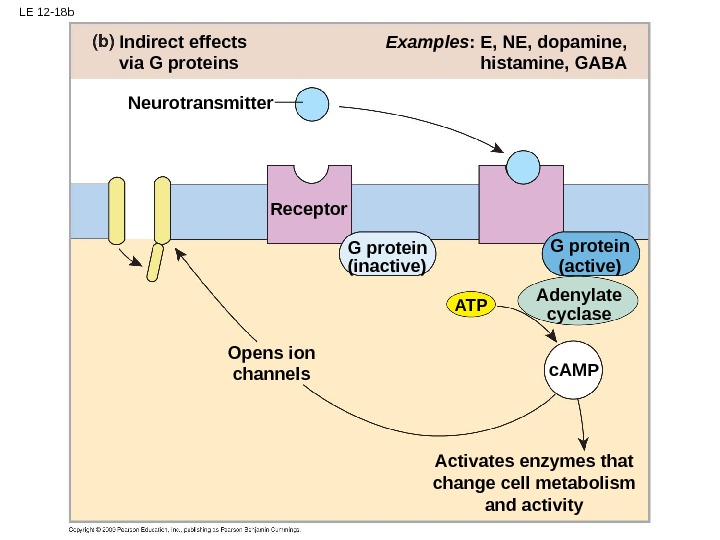LE 12 -1 Dendrites Perikaryon Nucleus Cell body