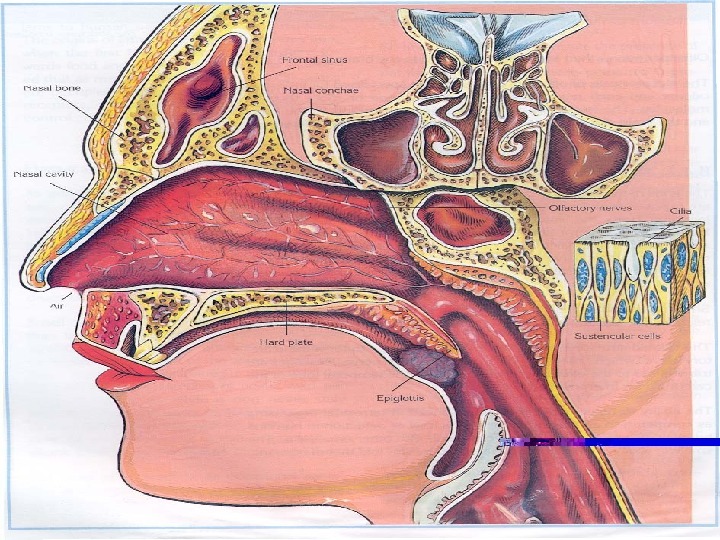 Receptors provide information about both external