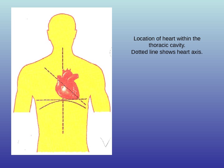 Functional anatomy of heart, development. The