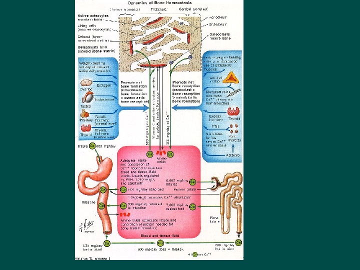 DISORDERS OF ENDOCRINE SYSTEM Prof. J. Hanáček