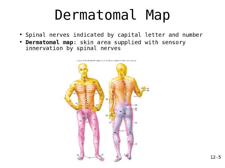 12 — 1 Spinal Nerves AP 150 Chapter