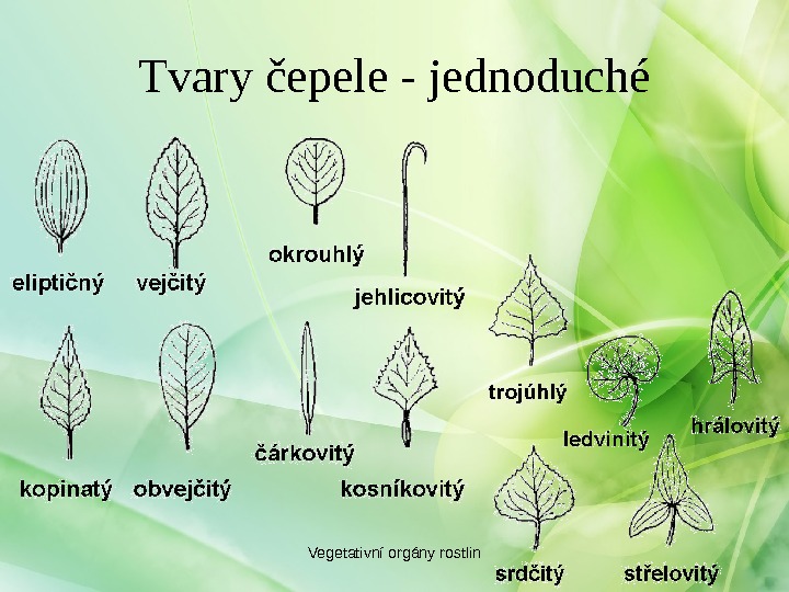 List — fylom. Vegetativní orgány rostlin List