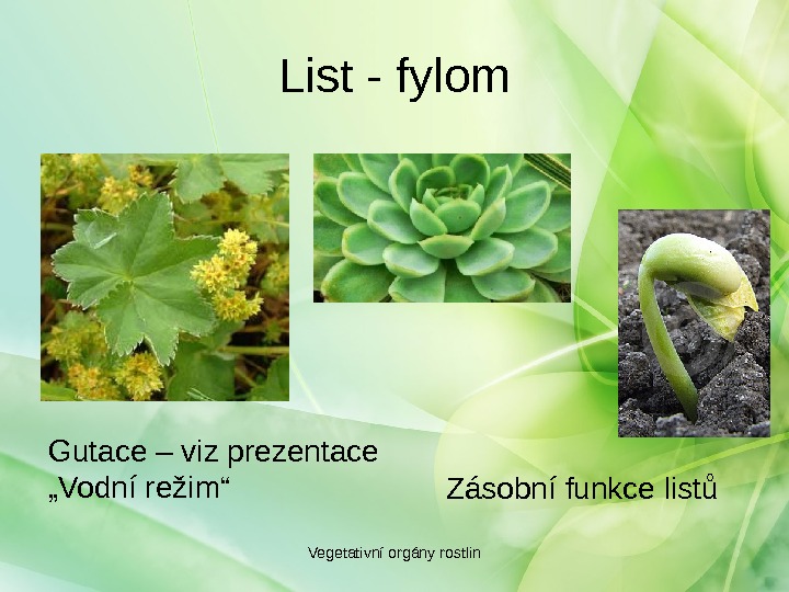 List — fylom. Vegetativní orgány rostlin List