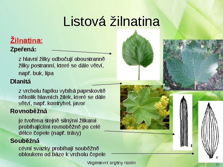 List — fylom. Vegetativní orgány rostlin List