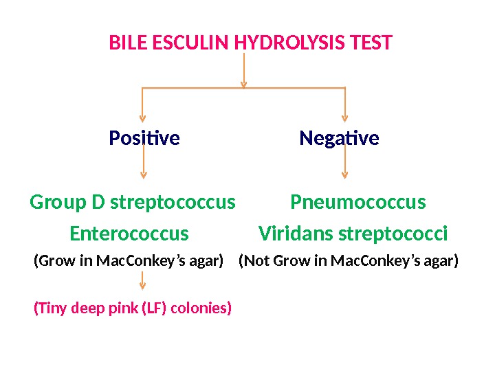 IDENTIFICATION OF PATHOGENIC BACTERIA IN CLINICAL MICROBIOLOGY LABORATORY