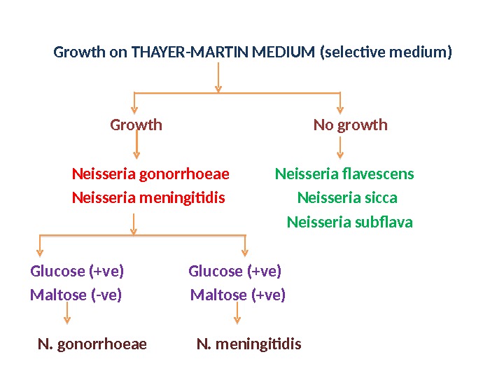 IDENTIFICATION OF PATHOGENIC BACTERIA IN CLINICAL MICROBIOLOGY LABORATORY