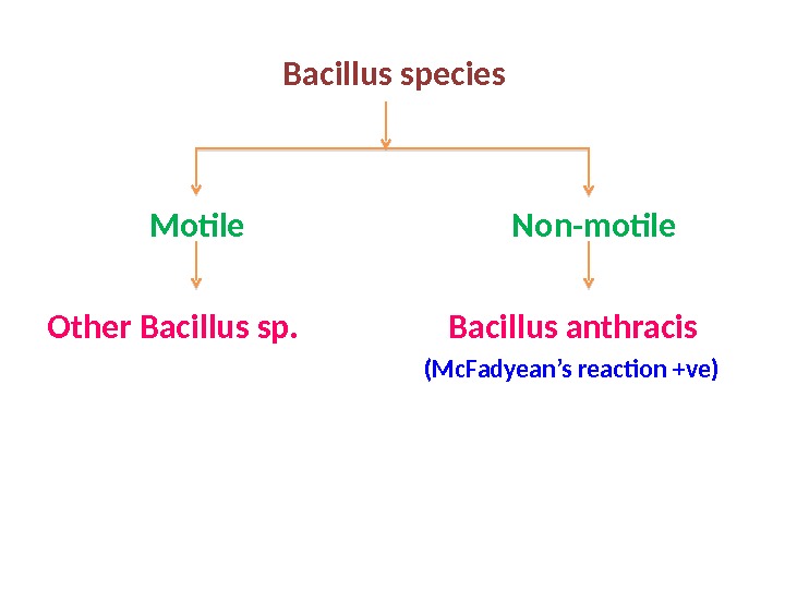 IDENTIFICATION OF PATHOGENIC BACTERIA IN CLINICAL MICROBIOLOGY LABORATORY