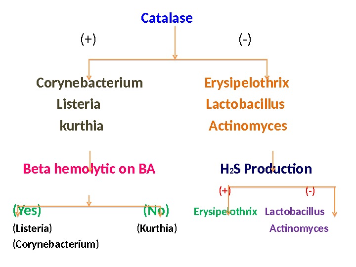 IDENTIFICATION OF PATHOGENIC BACTERIA IN CLINICAL MICROBIOLOGY LABORATORY