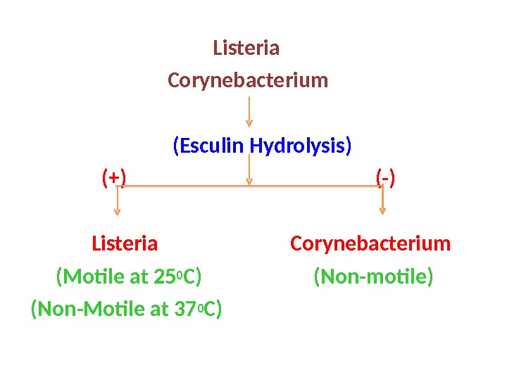 IDENTIFICATION OF PATHOGENIC BACTERIA IN CLINICAL MICROBIOLOGY LABORATORY