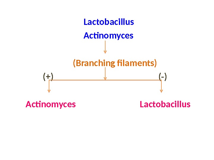 IDENTIFICATION OF PATHOGENIC BACTERIA IN CLINICAL MICROBIOLOGY LABORATORY