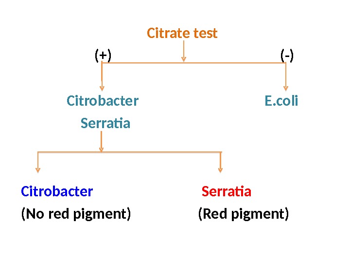 IDENTIFICATION OF PATHOGENIC BACTERIA IN CLINICAL MICROBIOLOGY LABORATORY