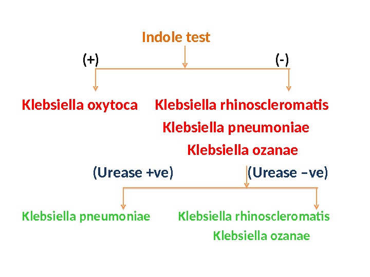 IDENTIFICATION OF PATHOGENIC BACTERIA IN CLINICAL MICROBIOLOGY LABORATORY