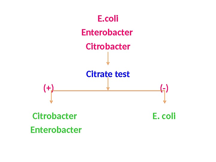 IDENTIFICATION OF PATHOGENIC BACTERIA IN CLINICAL MICROBIOLOGY LABORATORY