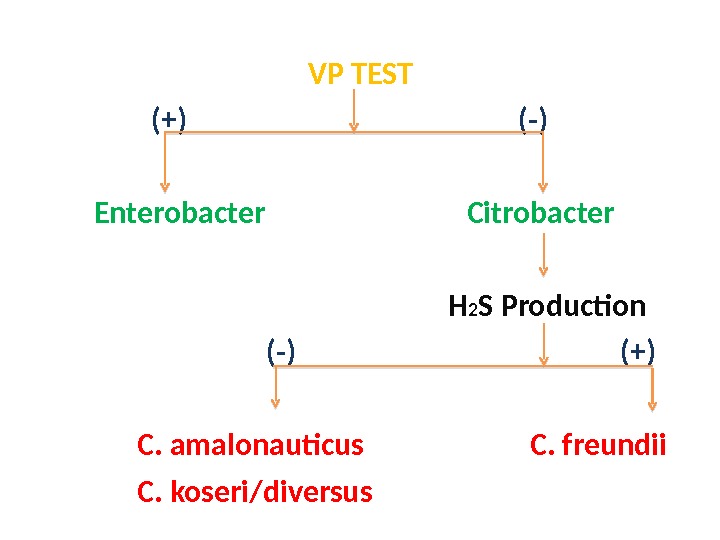IDENTIFICATION OF PATHOGENIC BACTERIA IN CLINICAL MICROBIOLOGY LABORATORY