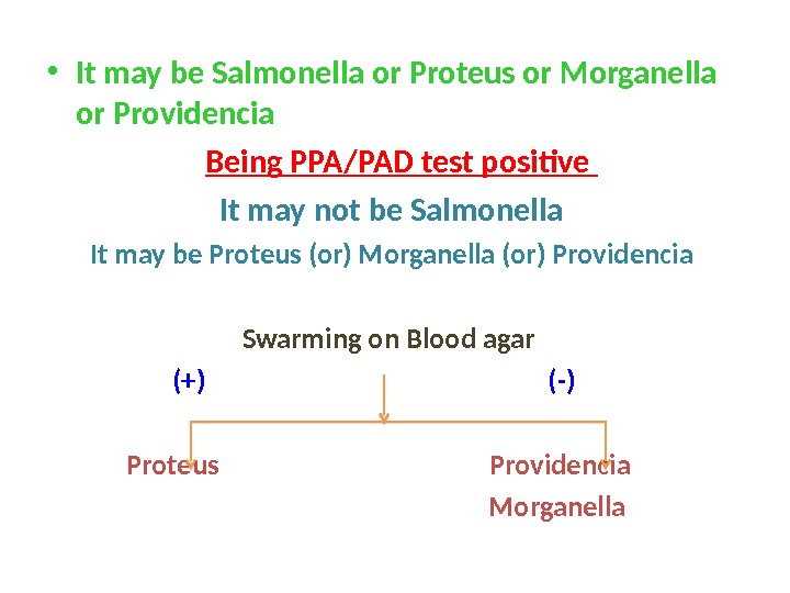 IDENTIFICATION OF PATHOGENIC BACTERIA IN CLINICAL MICROBIOLOGY LABORATORY