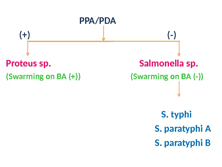 IDENTIFICATION OF PATHOGENIC BACTERIA IN CLINICAL MICROBIOLOGY LABORATORY