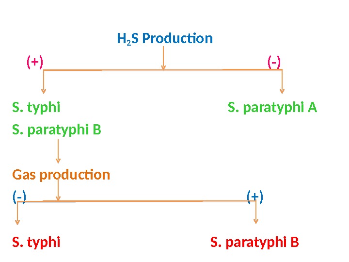 IDENTIFICATION OF PATHOGENIC BACTERIA IN CLINICAL MICROBIOLOGY LABORATORY