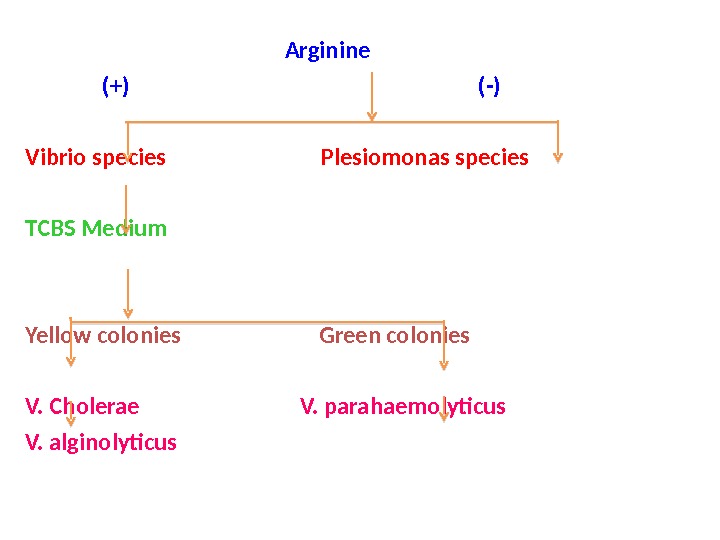 IDENTIFICATION OF PATHOGENIC BACTERIA IN CLINICAL MICROBIOLOGY LABORATORY