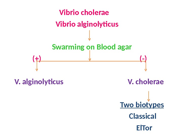 IDENTIFICATION OF PATHOGENIC BACTERIA IN CLINICAL MICROBIOLOGY LABORATORY