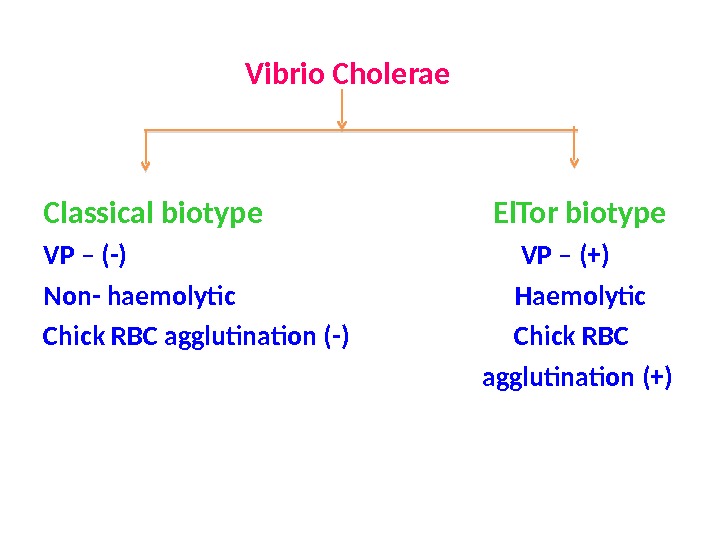 IDENTIFICATION OF PATHOGENIC BACTERIA IN CLINICAL MICROBIOLOGY LABORATORY
