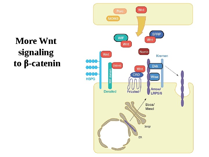 Cadherins Cadherin signaling Glycogen synthase kinase