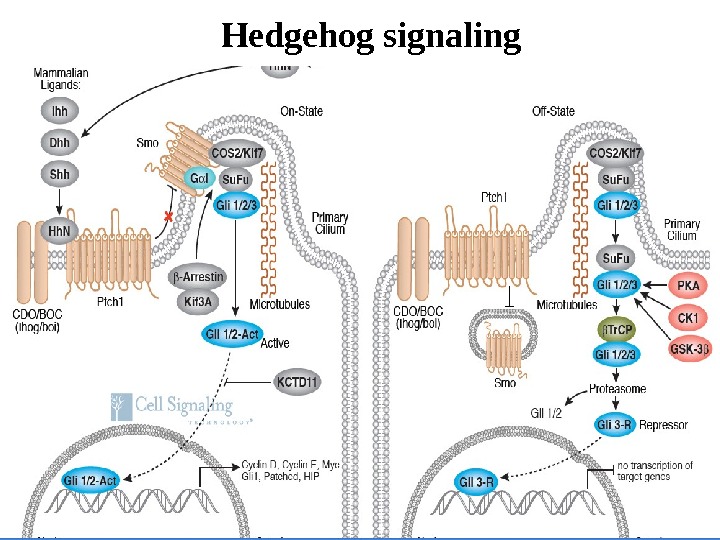 Cadherins Cadherin signaling Glycogen synthase kinase
