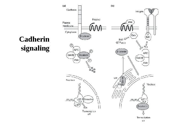 Cadherins Cadherin signaling Glycogen synthase kinase
