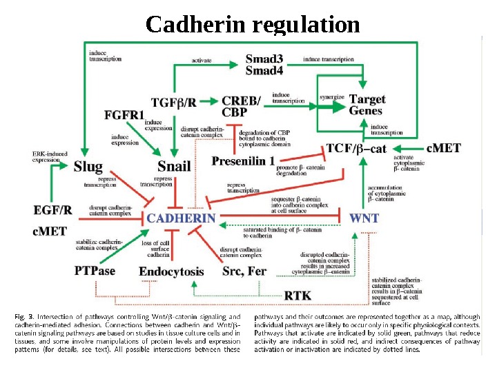 Cadherins Cadherin signaling Glycogen synthase kinase
