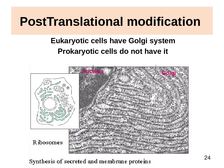 1 Gene Expression Systems in Prokaryotes and Eukaryotes
