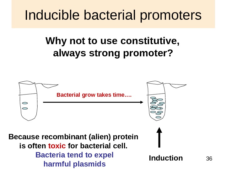 1 Gene Expression Systems in Prokaryotes and Eukaryotes