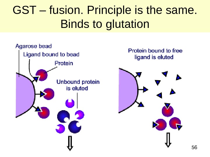 1 Gene Expression Systems in Prokaryotes and Eukaryotes