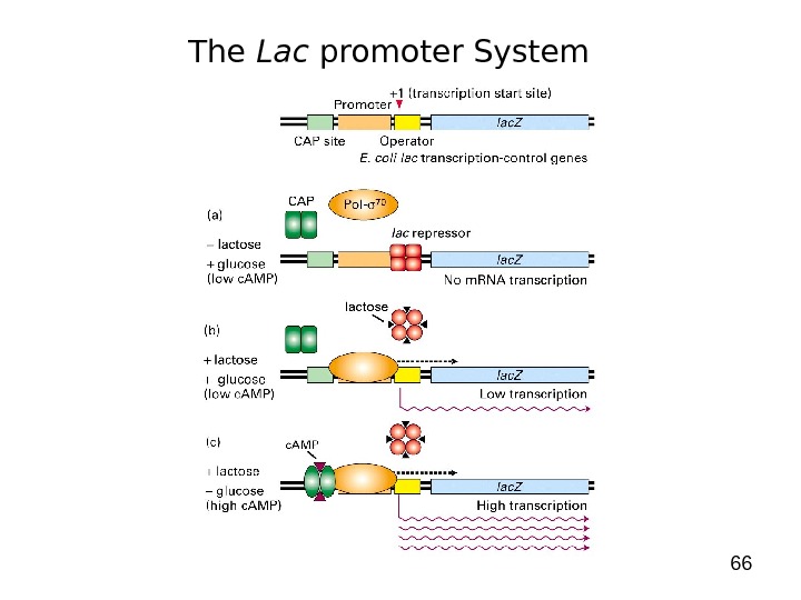 1 Gene Expression Systems in Prokaryotes and Eukaryotes