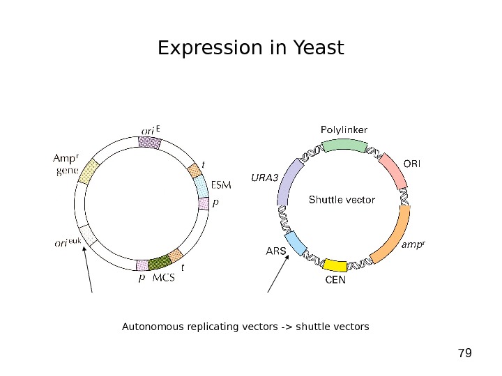 1 Gene Expression Systems in Prokaryotes and Eukaryotes