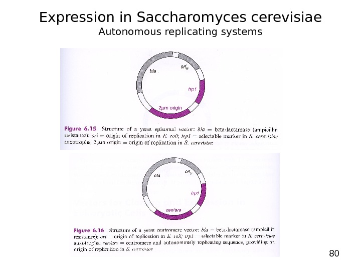 1 Gene Expression Systems in Prokaryotes and Eukaryotes