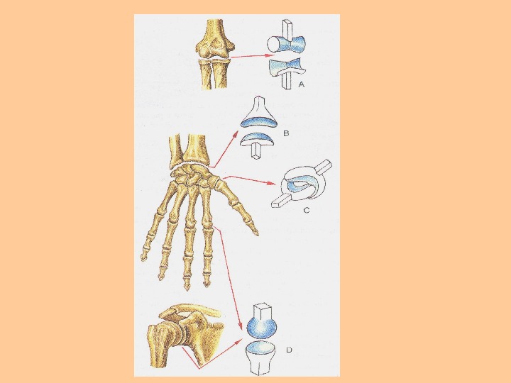 Theme : Concept about connections of bones.