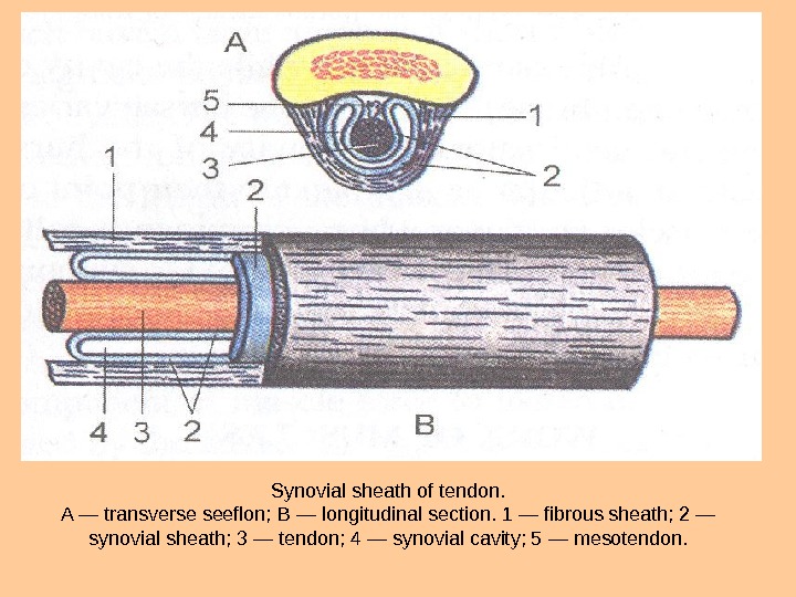 Theme : Concept about connections of bones.